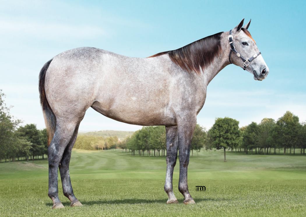 Criar leilões Online - Detalhes BUENA BLUE CHEX