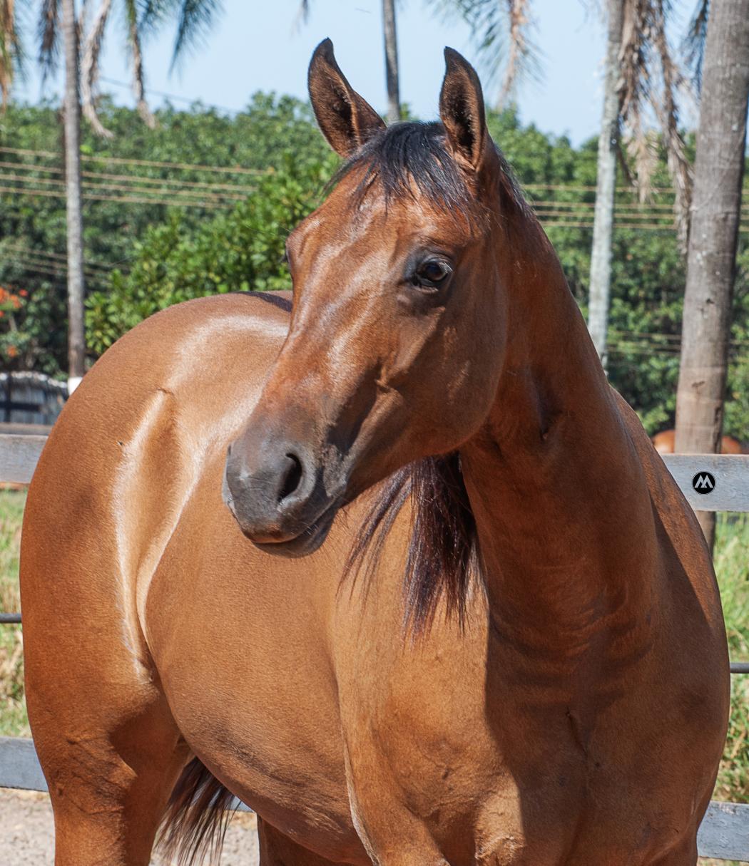 Criar leilões Online - Detalhes Times Lena Spark