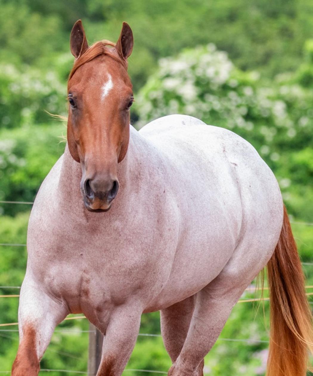 Criar leilões Online - Detalhes METALLIC CD FRECKLES