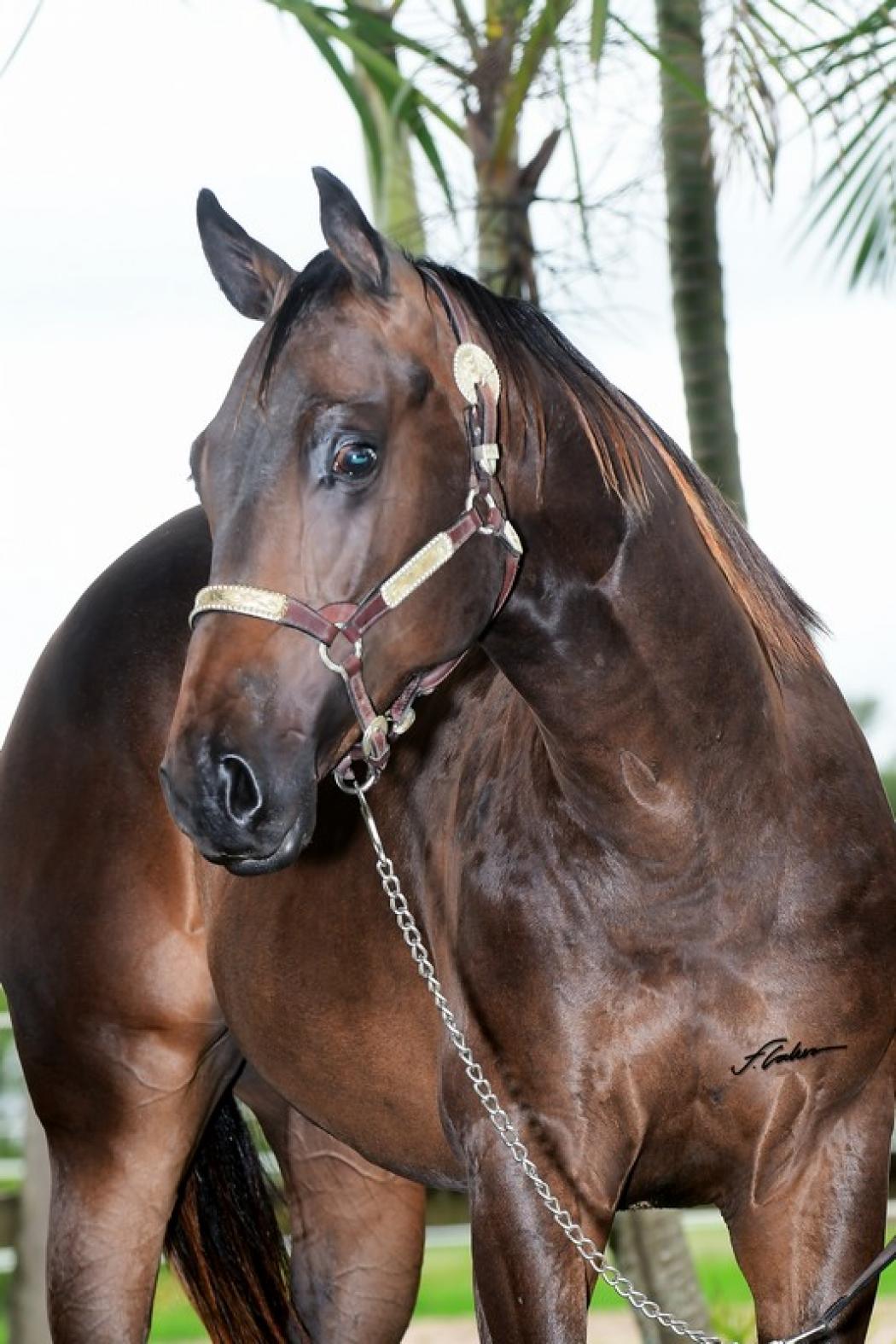 Criar leilões Online - Detalhes MOOSE VICTORY EM