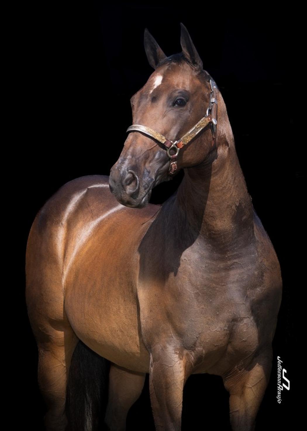 Criar leilões Online - Detalhes Innicta Fly Jay OFV