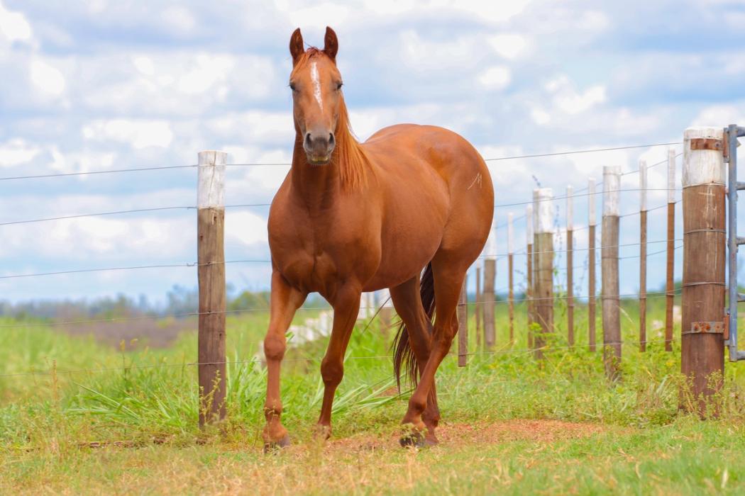 Criar leilões Online - Detalhes REYACAT