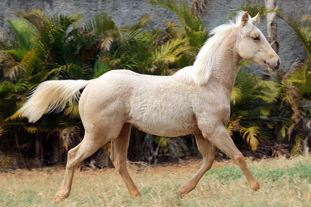 Criar leilões Online - Detalhes DALIA DUAL PEP