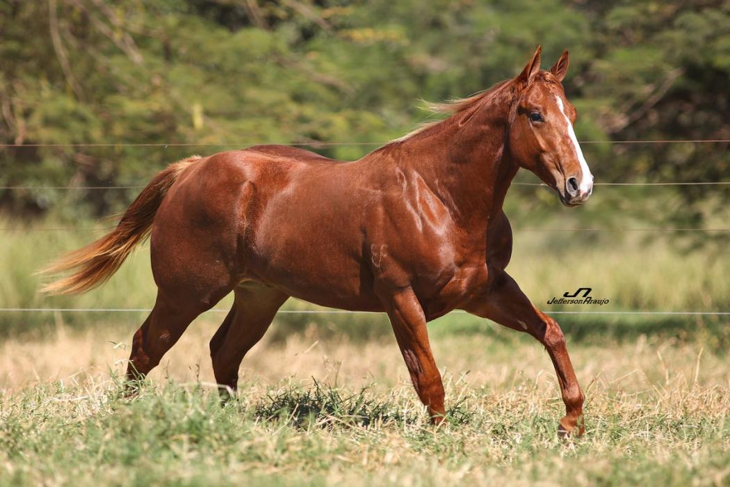 Criar leilões Online - Detalhes EF HOPE VICTORY