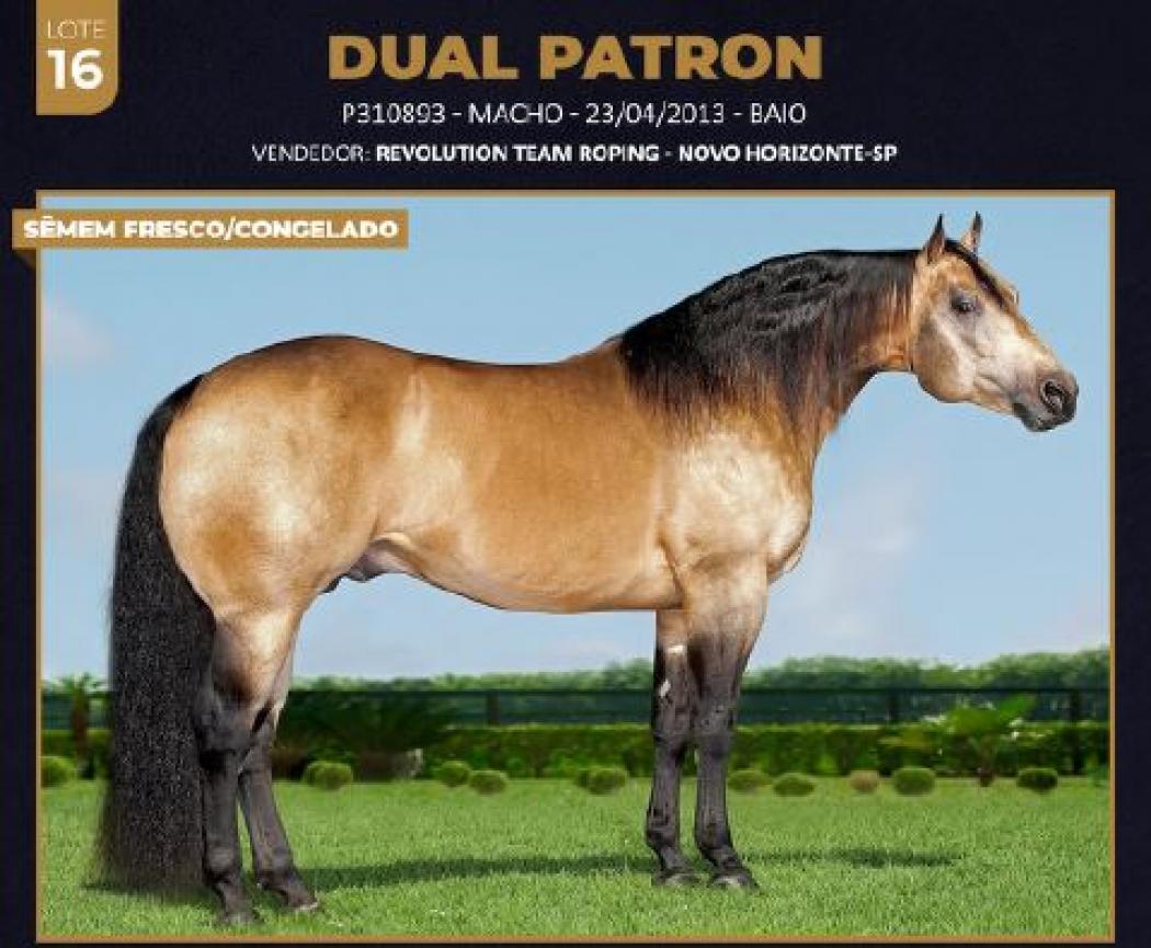 Criar leilões Online - Detalhes DUAL PATRON