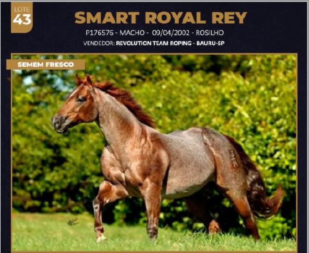 Criar leilões Online - Detalhes SMART ROYAL REY