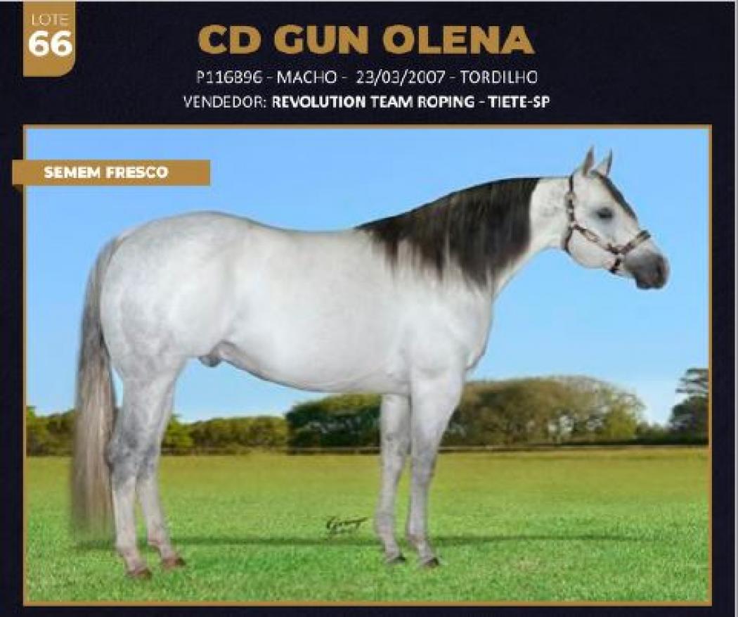 Criar leilões Online - Detalhes CD GUN OLENA