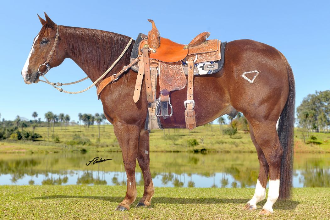 Criar leilões Online - Detalhes HIPPIE TINA SMART