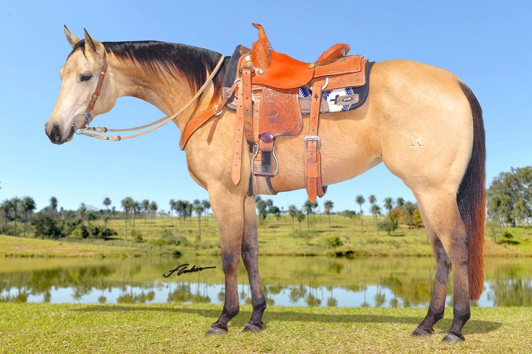 Criar leilões Online - Detalhes DONNA DUAL SPARK