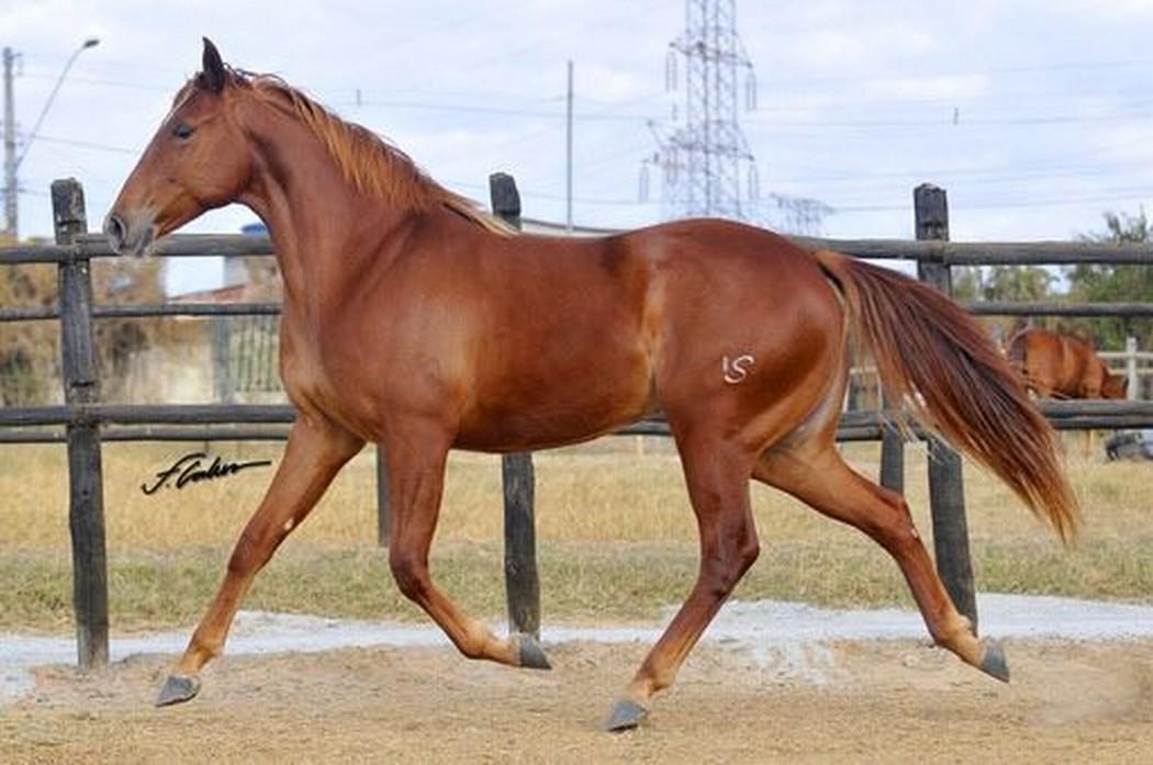 Criar leilões Online - Detalhes VS SMART TINA PLAY