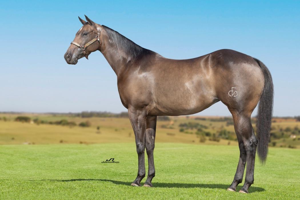 Criar leilões Online - Detalhes Innicta Fly Jay OFV