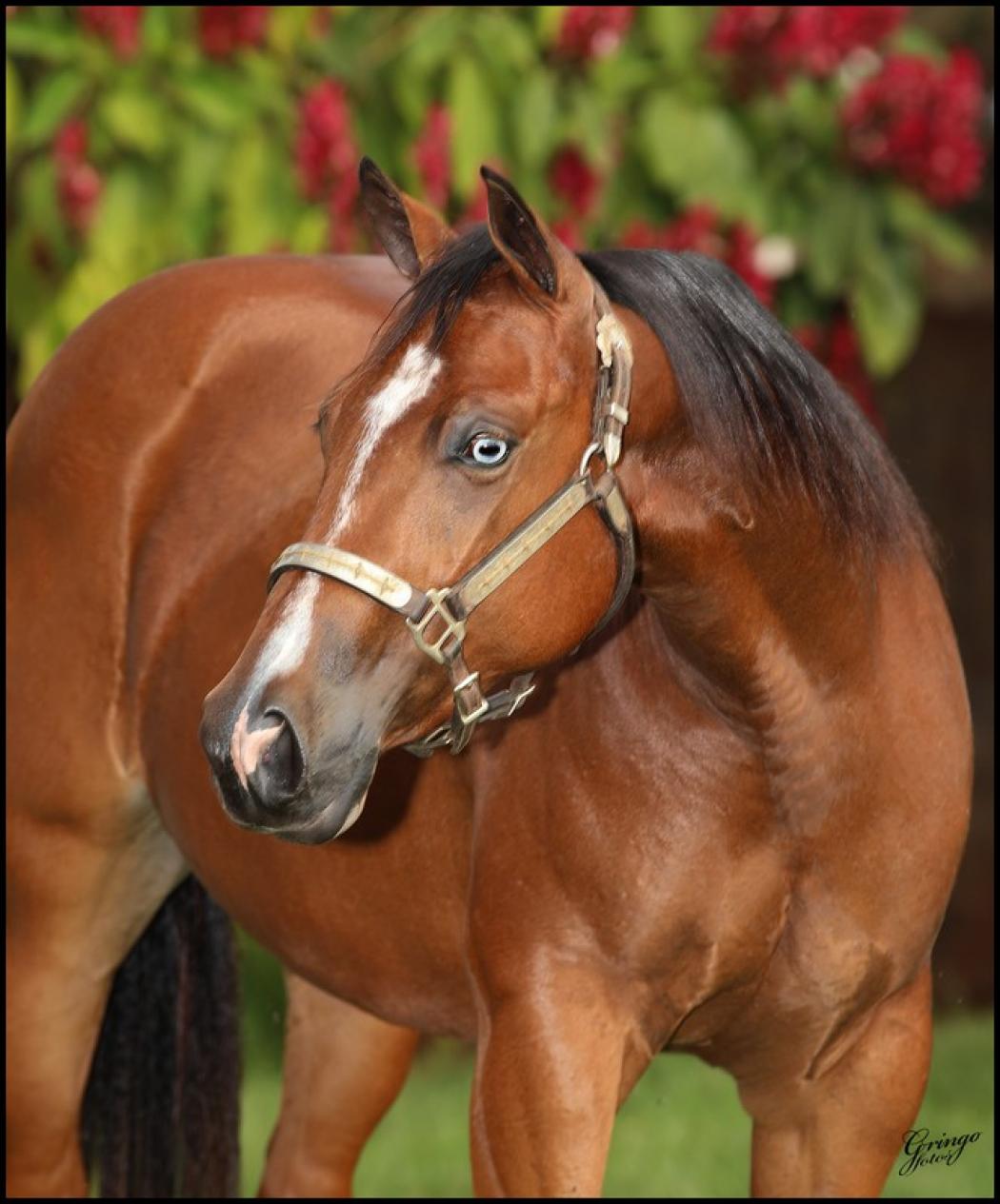 Criar leilões Online - Detalhes DUAL DOC GUN