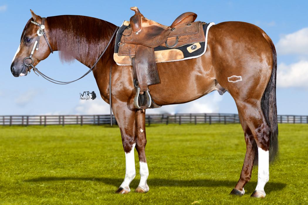 Criar leilões Online - Detalhes CD JACK PRINCE SWR