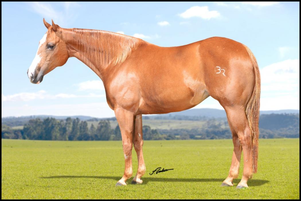 Criar leilões Online - Detalhes SWEET SHADY FLY IMP