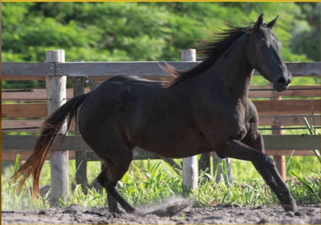 Criar leilões Online - Detalhes DOWN BRYAN FLY