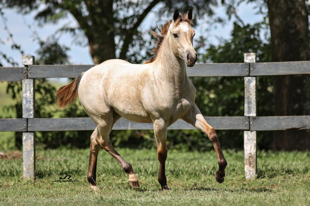 Criar leilões Online - Detalhes SHINEY BLU BOON DMFR