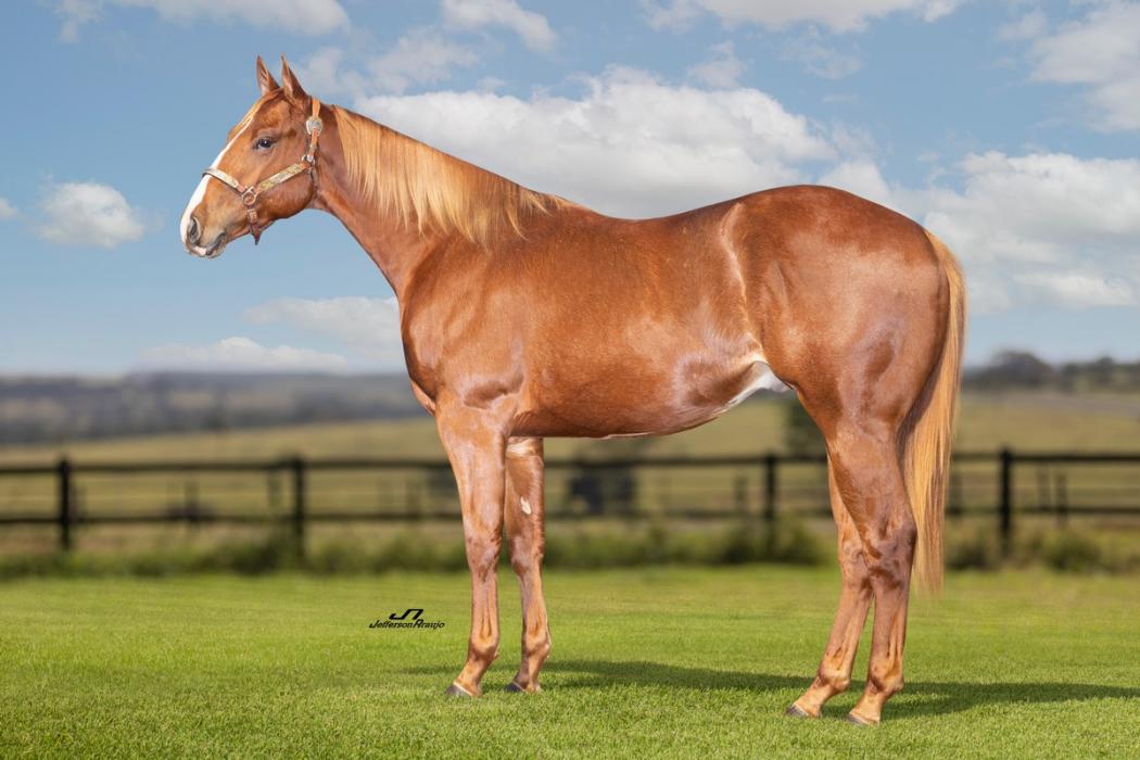 Criar leilões Online - Detalhes EF HOPE VICTORY