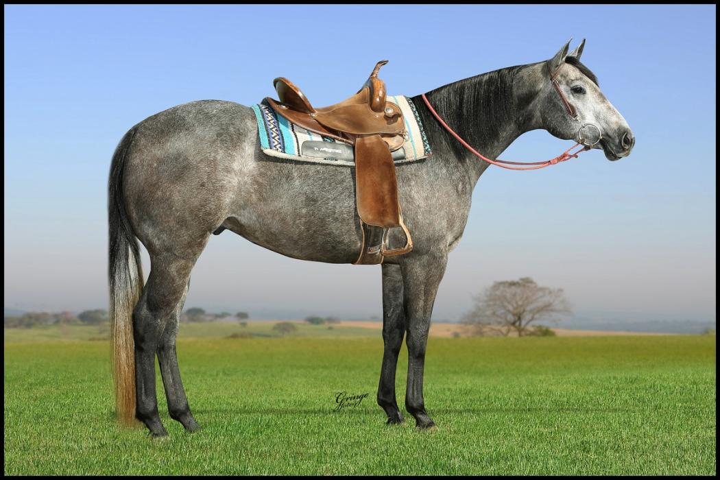 Criar leilões Online - Detalhes SPIRIT GRAY