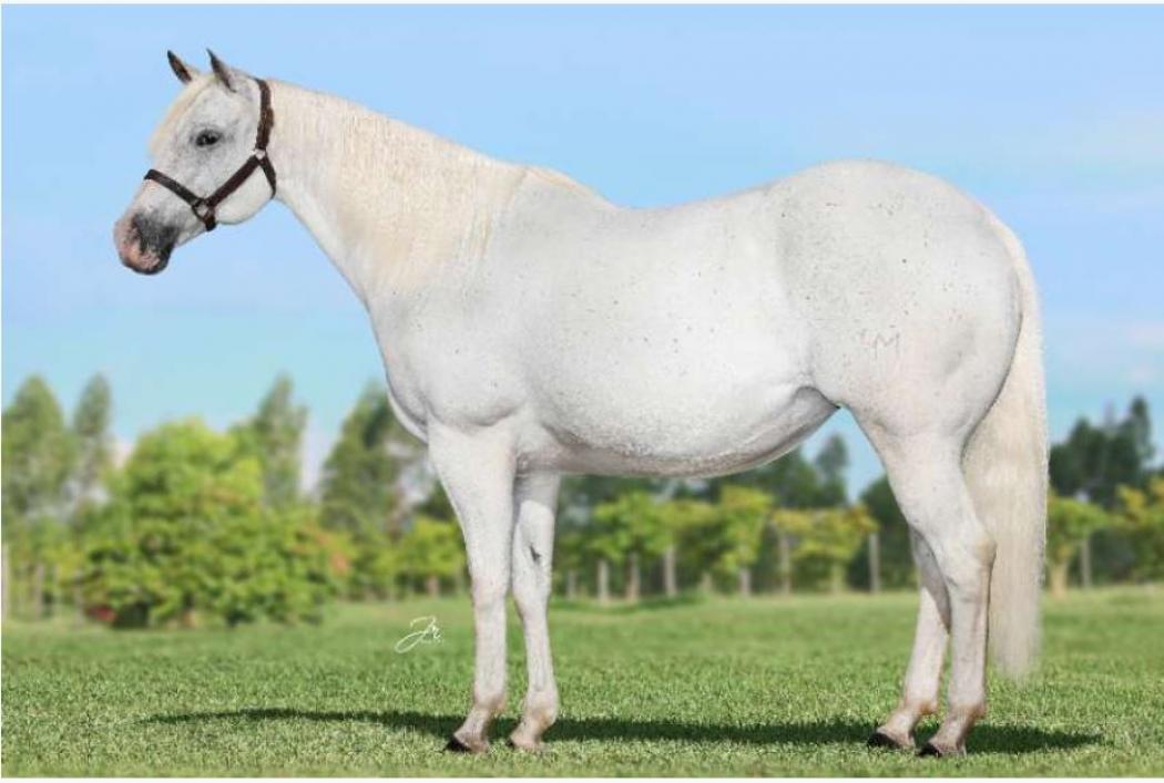 Criar leilões Online - Detalhes SHADY BRYAN FLY 4M