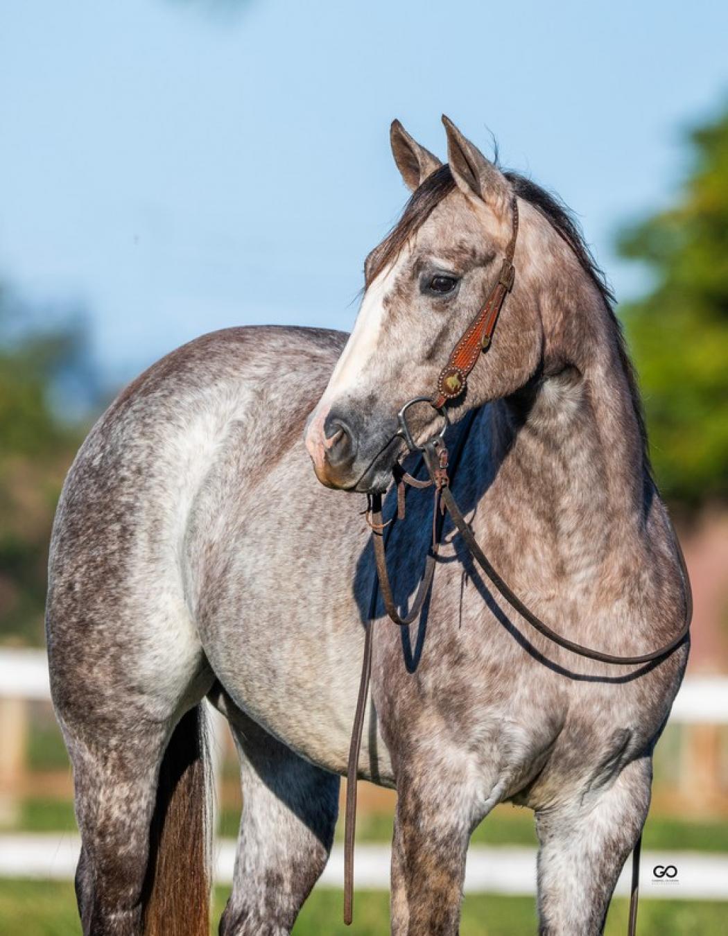 Criar leilões Online - Detalhes MARGUERITA CHEX