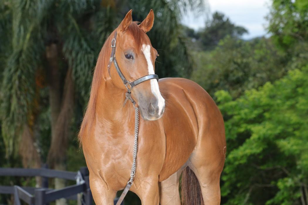 Criar leilões Online - Detalhes RCA Ann Victory