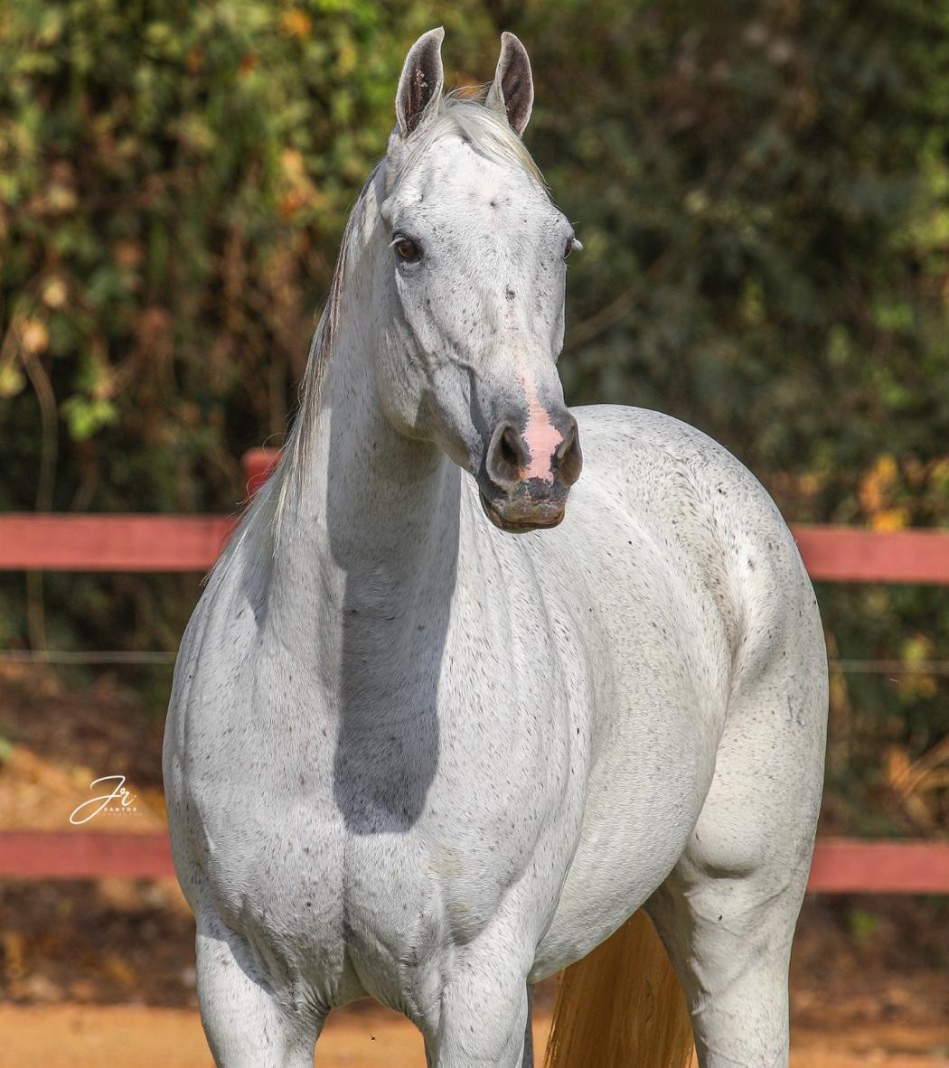 Criar leilões Online - Detalhes ZUNA SHAKE FLY SZ