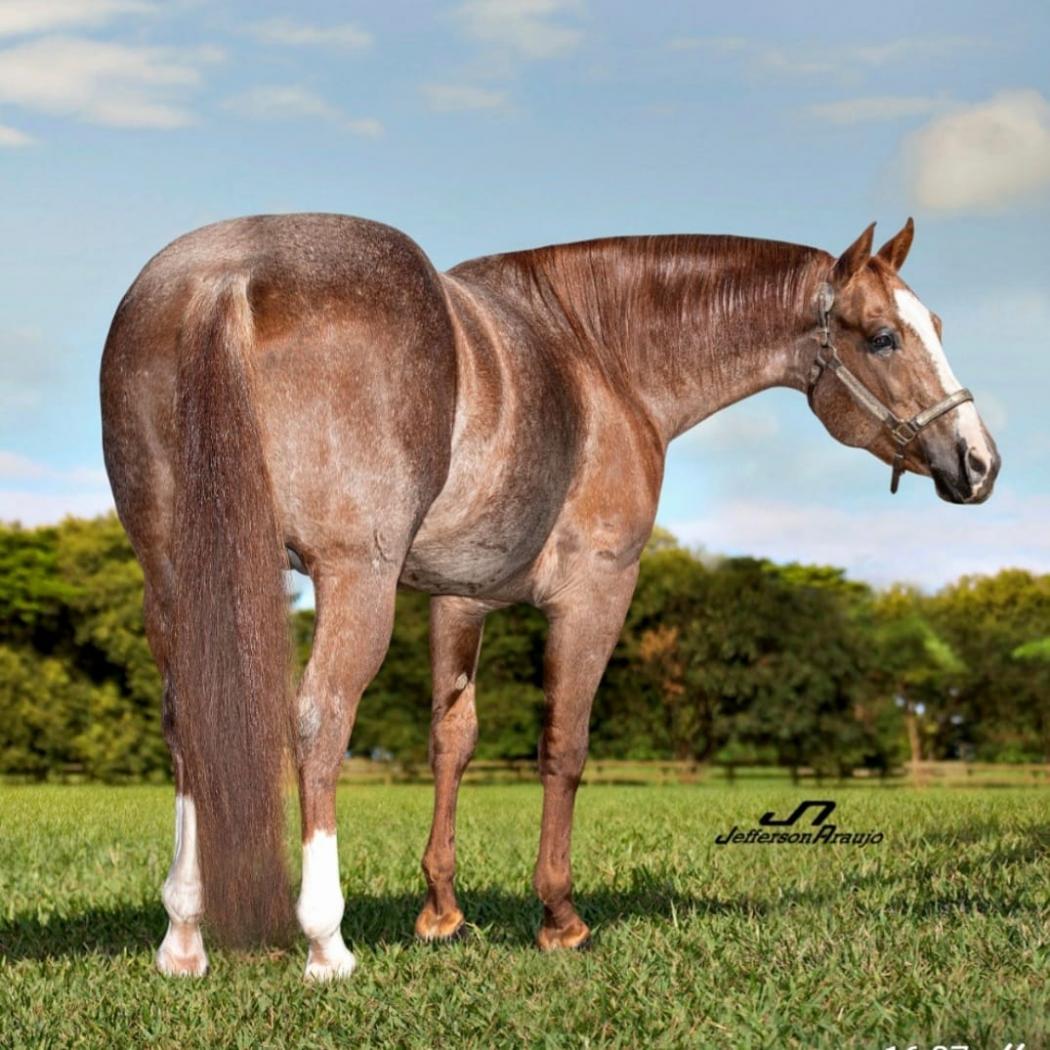 Criar leilões Online - Detalhes REYAPEPTO-venda de pacote de coberturas