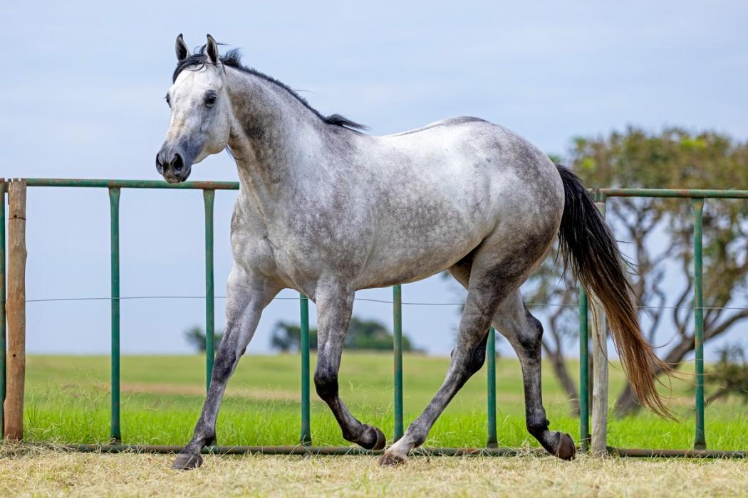 Criar leilões Online - Detalhes Fast Man Shady