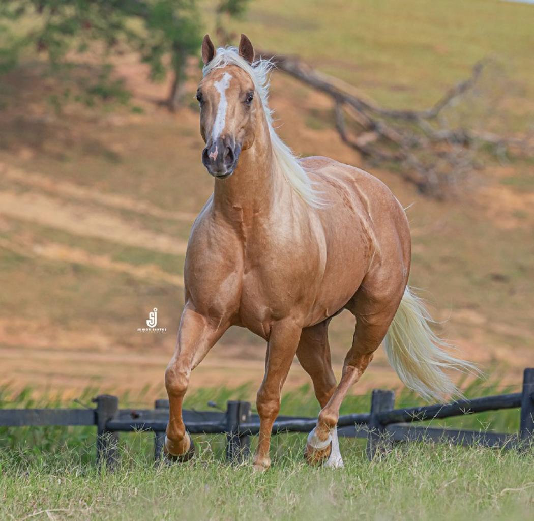 Criar leilões Online - Detalhes Gold Lena Chex FV
