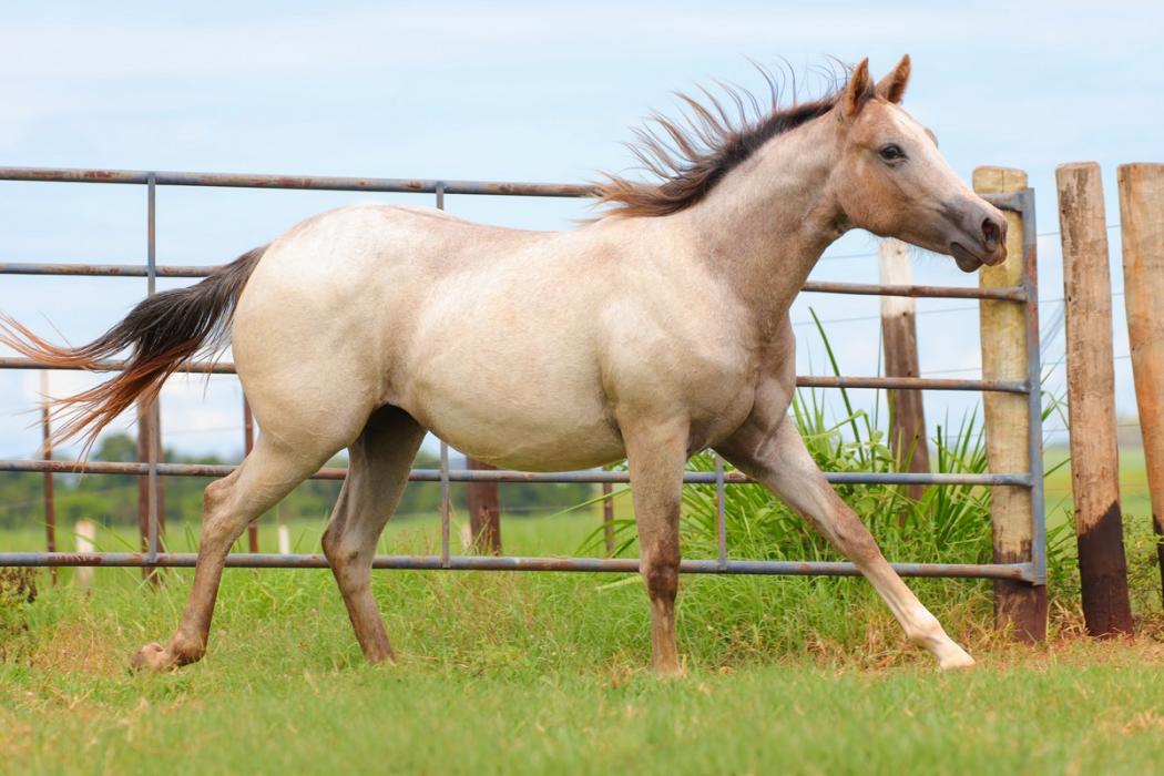 Criar leilões Online - Detalhes REYASMART