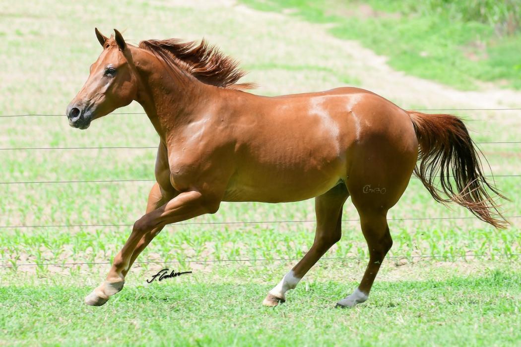 Criar leilões Online - Detalhes GRANFINA PERKS GEO