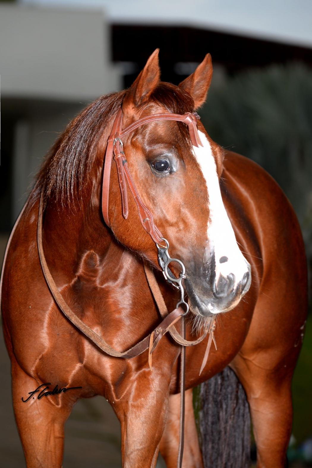 Criar leilões Online - Detalhes REY TO YOU KEY HJR