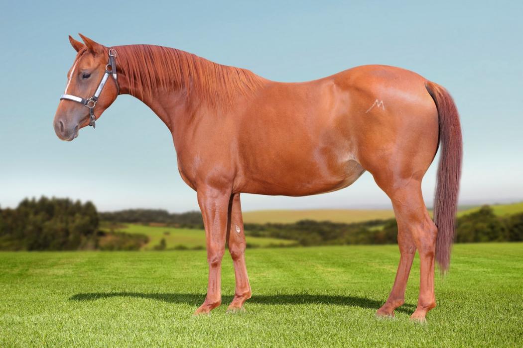 Criar leilões Online - Detalhes REYACAT