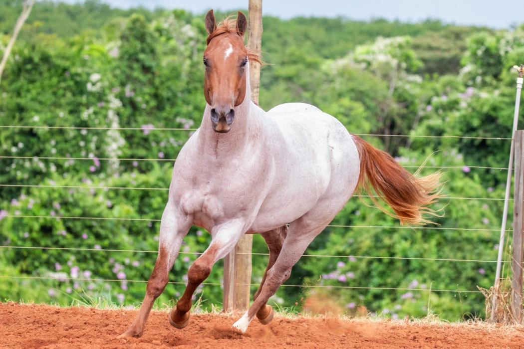 Criar leilões Online - Detalhes METALLIC CD FRECKLES